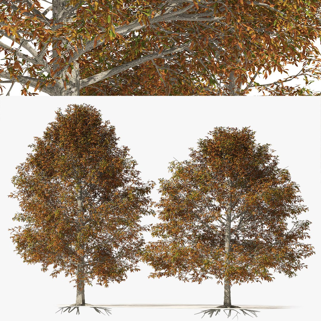 Autumn Yellow Shingle Oak Trees 3D Model - TurboSquid 1993472
