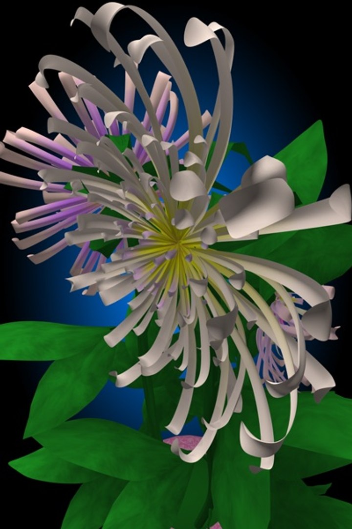 flower chrysanthemum c4d