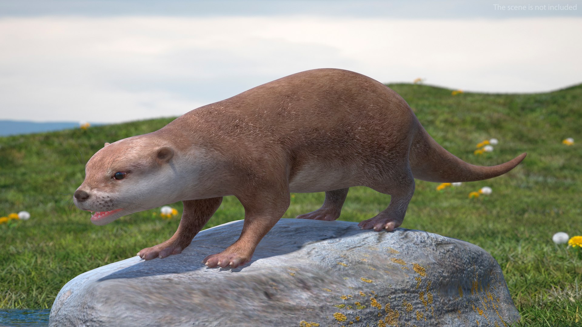 3D River Otter Basic Pose - TurboSquid 2133699