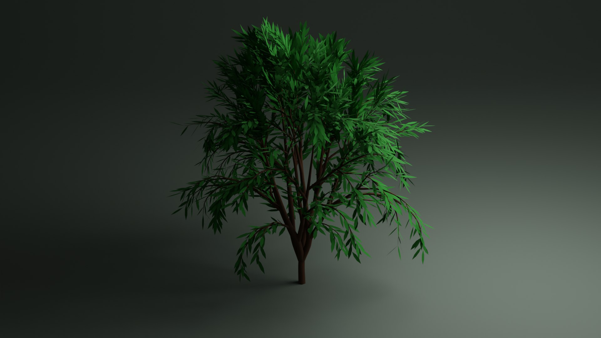 Free Callistemon Tree Model - TurboSquid 2062119