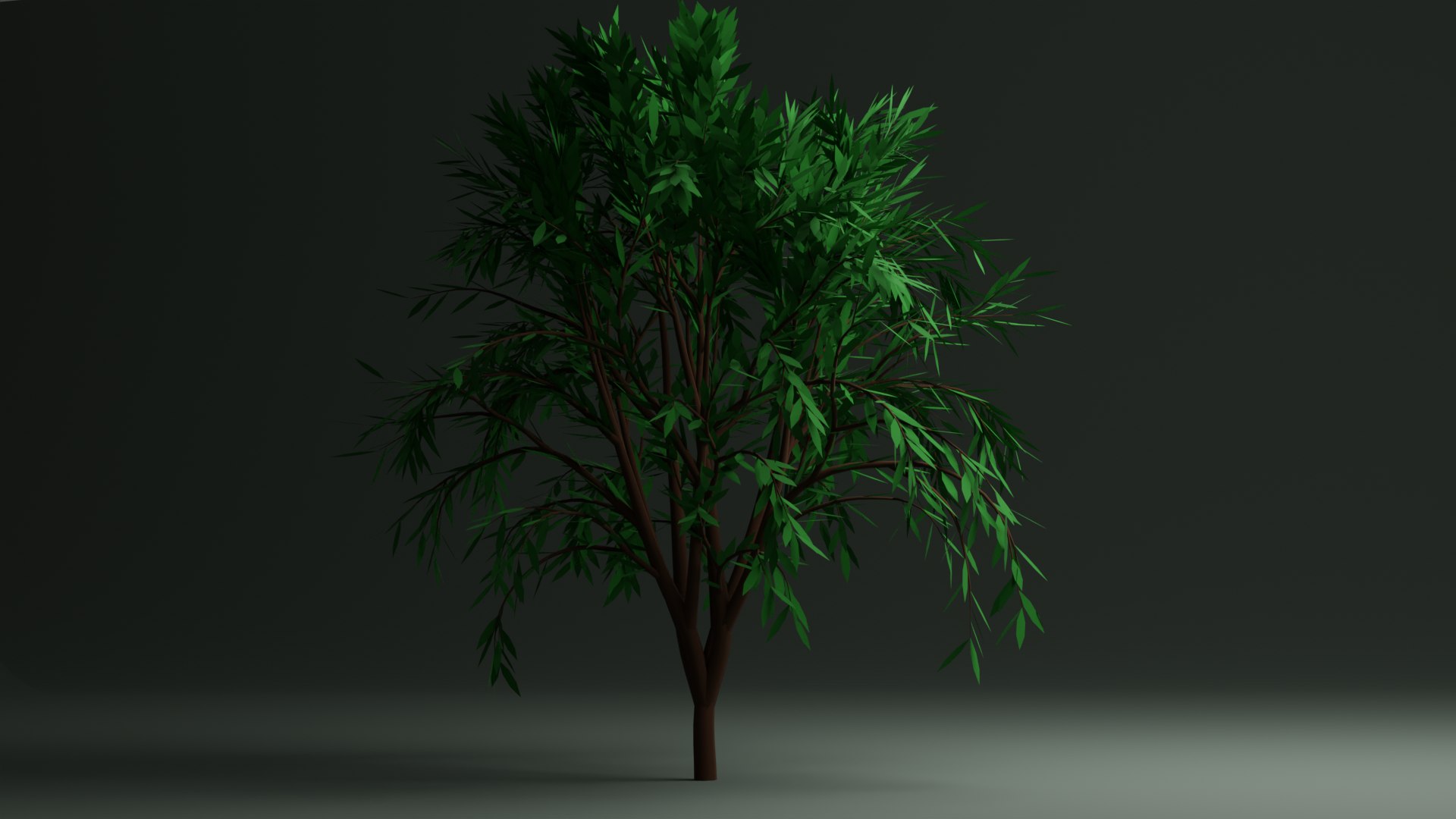 Free Callistemon Tree Model - TurboSquid 2062119