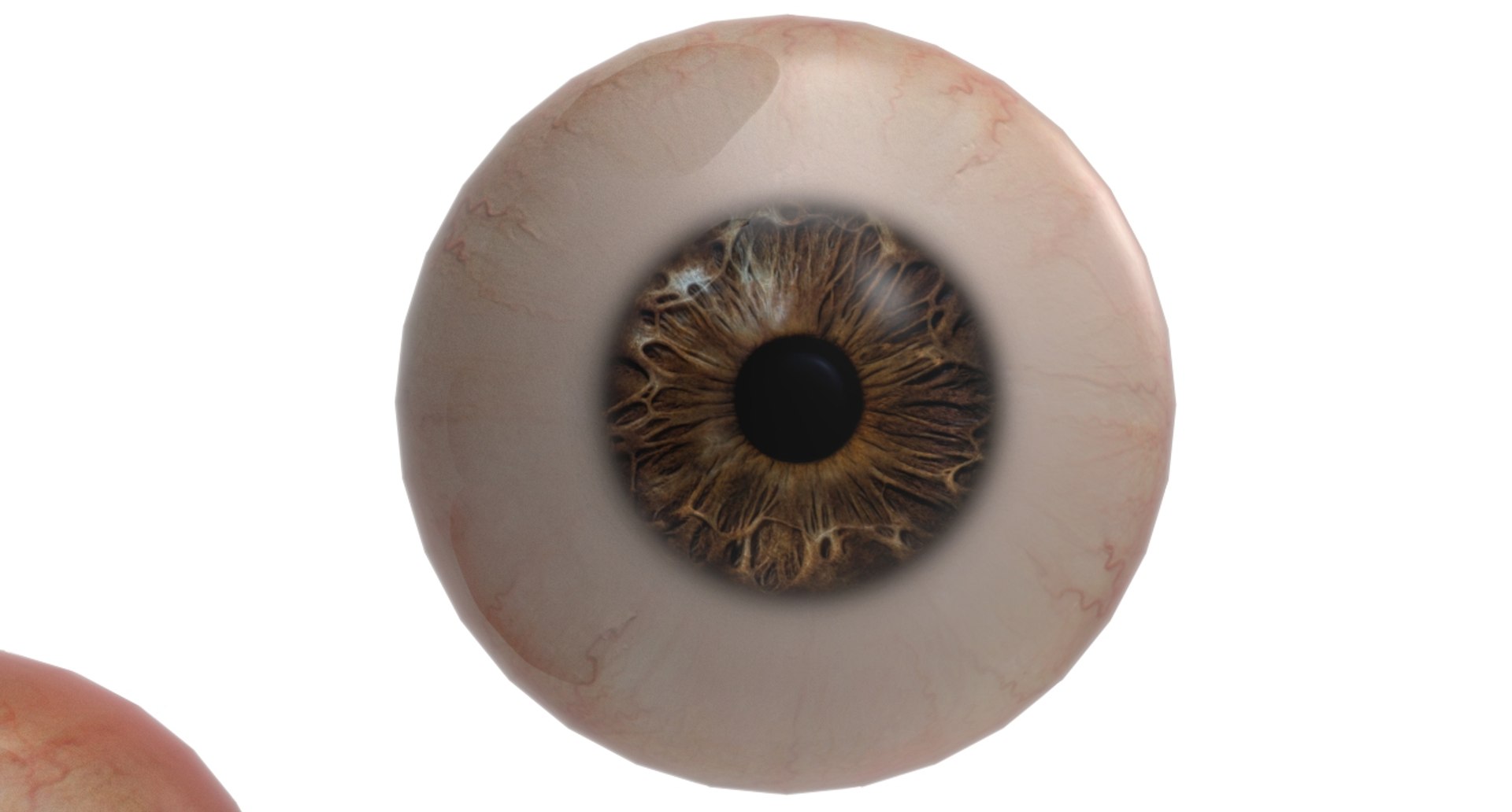 3D Eye Ball Model - TurboSquid 1579828