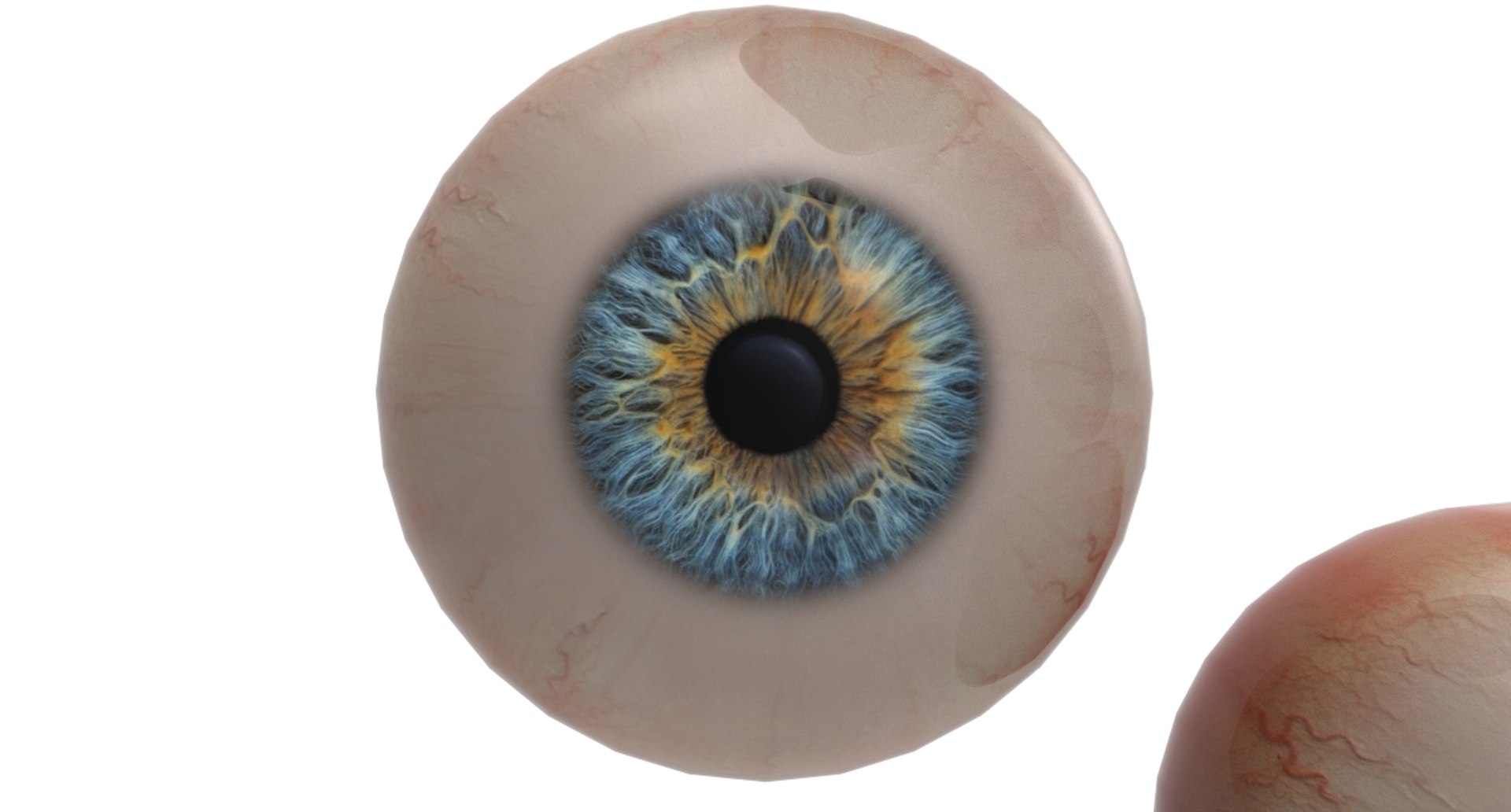 3D Eye Ball Model - TurboSquid 1579828