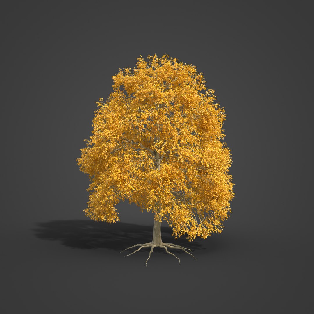 3D model 2021 PBR American Beech Collection - Fagus Grandifolia ...