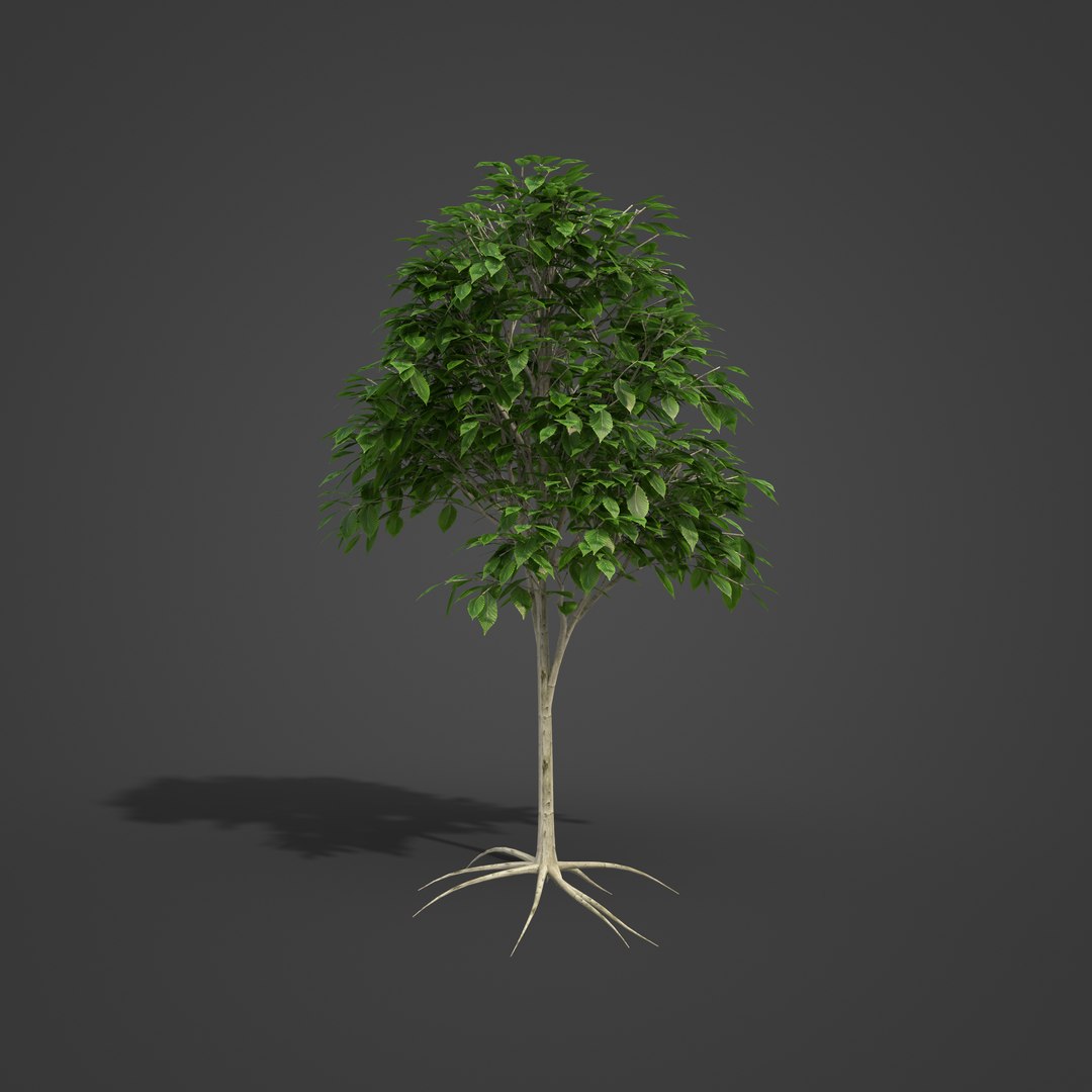 3D model 2021 PBR American Beech Collection - Fagus Grandifolia ...