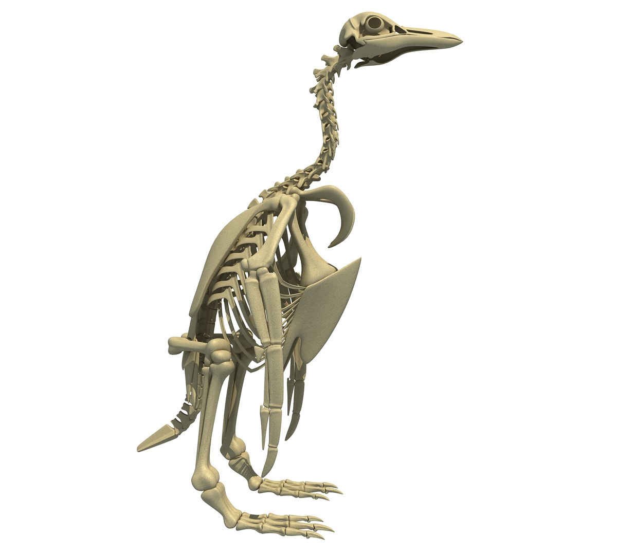 penguin skeleton 3d model