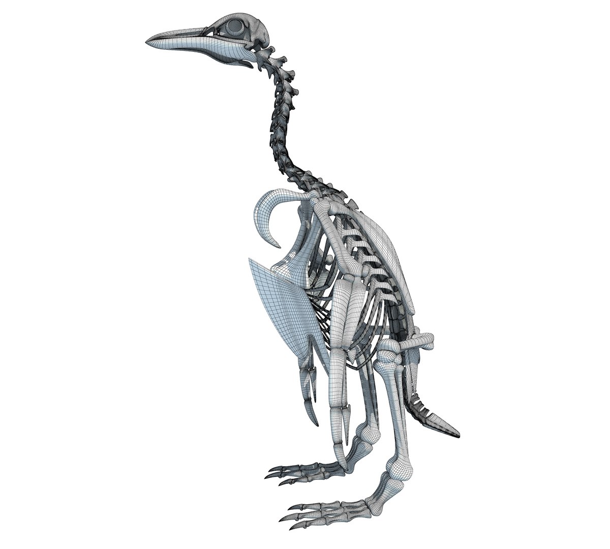 Penguin Skeleton 3d Model