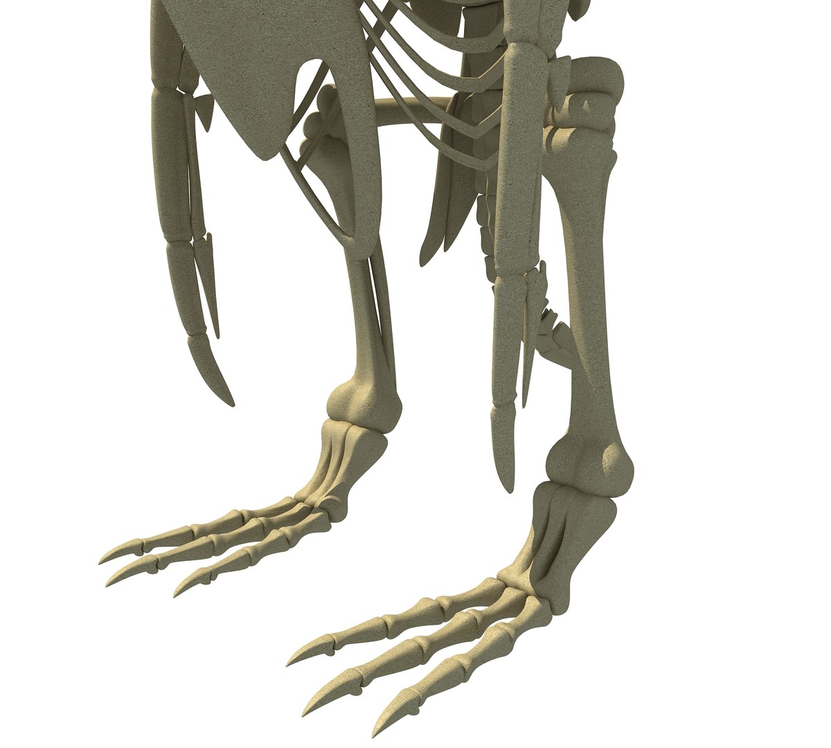 Penguin Skeleton 3d Model