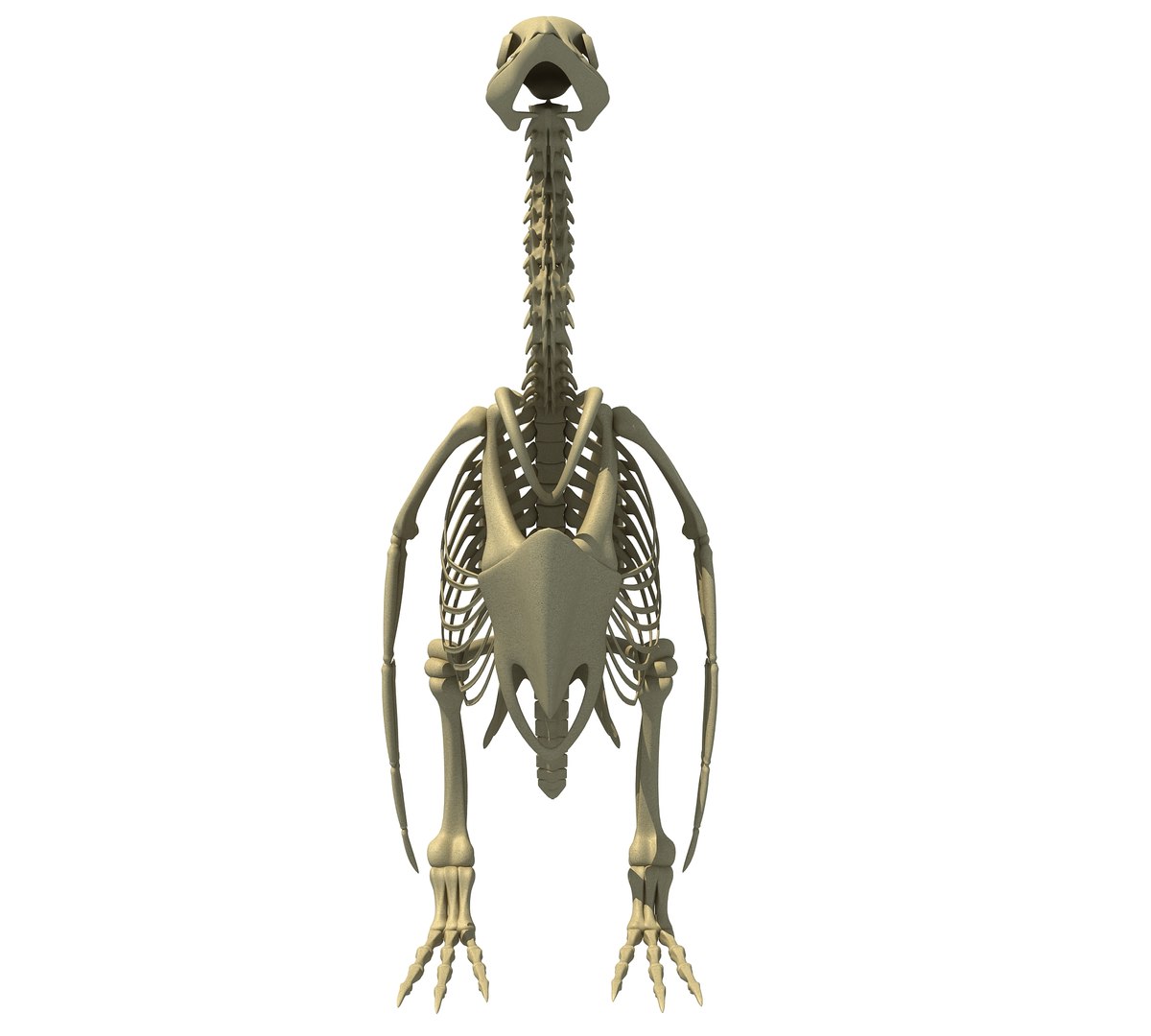 Penguin Skeleton 3d Model