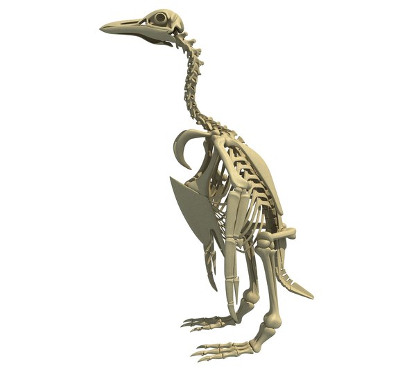Free Maya Bird-Skeleton Models | TurboSquid