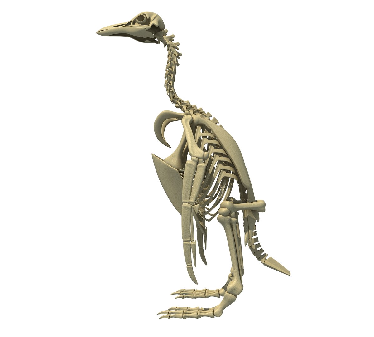 Penguin Skeleton 3d Model