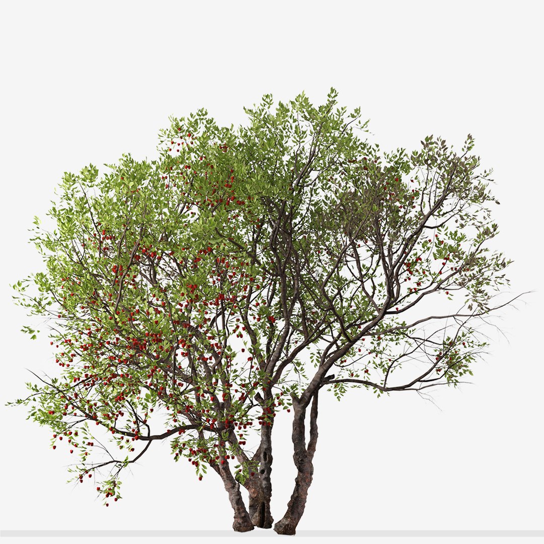 Set Of Bitter Cherry Or Prunus Emarginata Tree 3D Model - TurboSquid ...