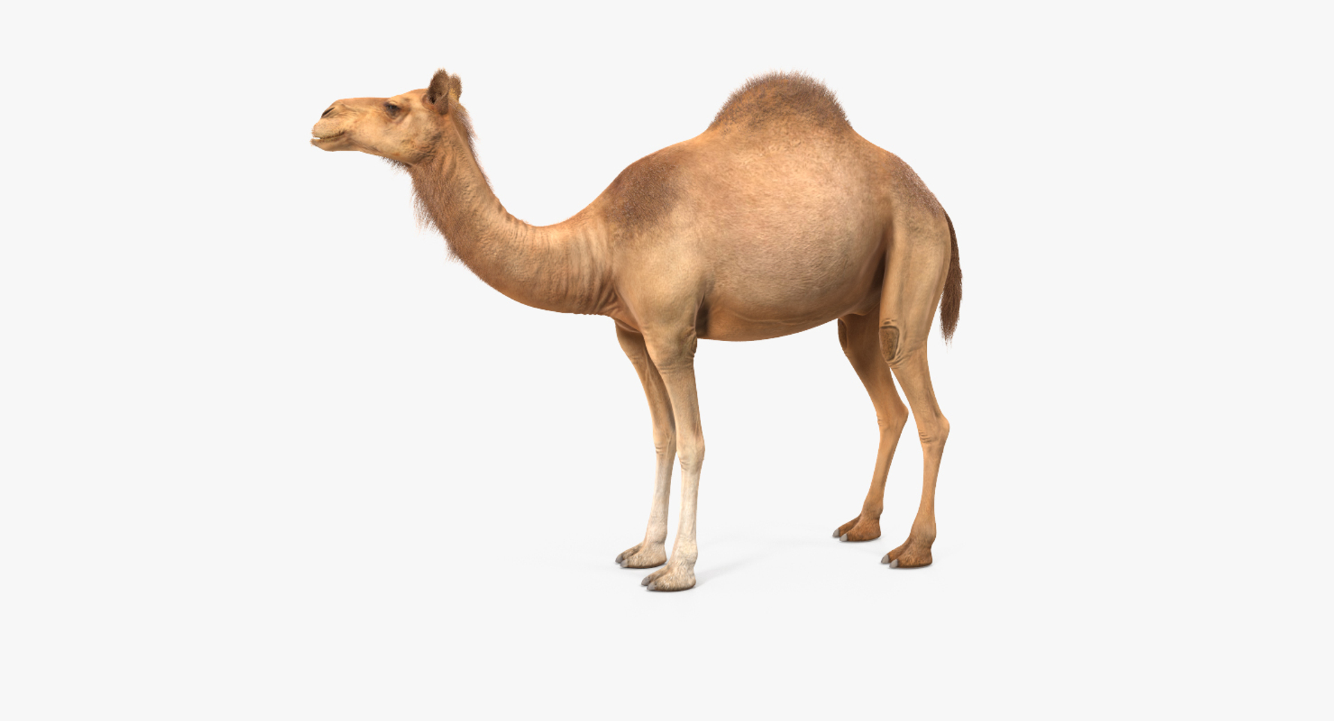 Camel Standing Pose Fur 3d Max