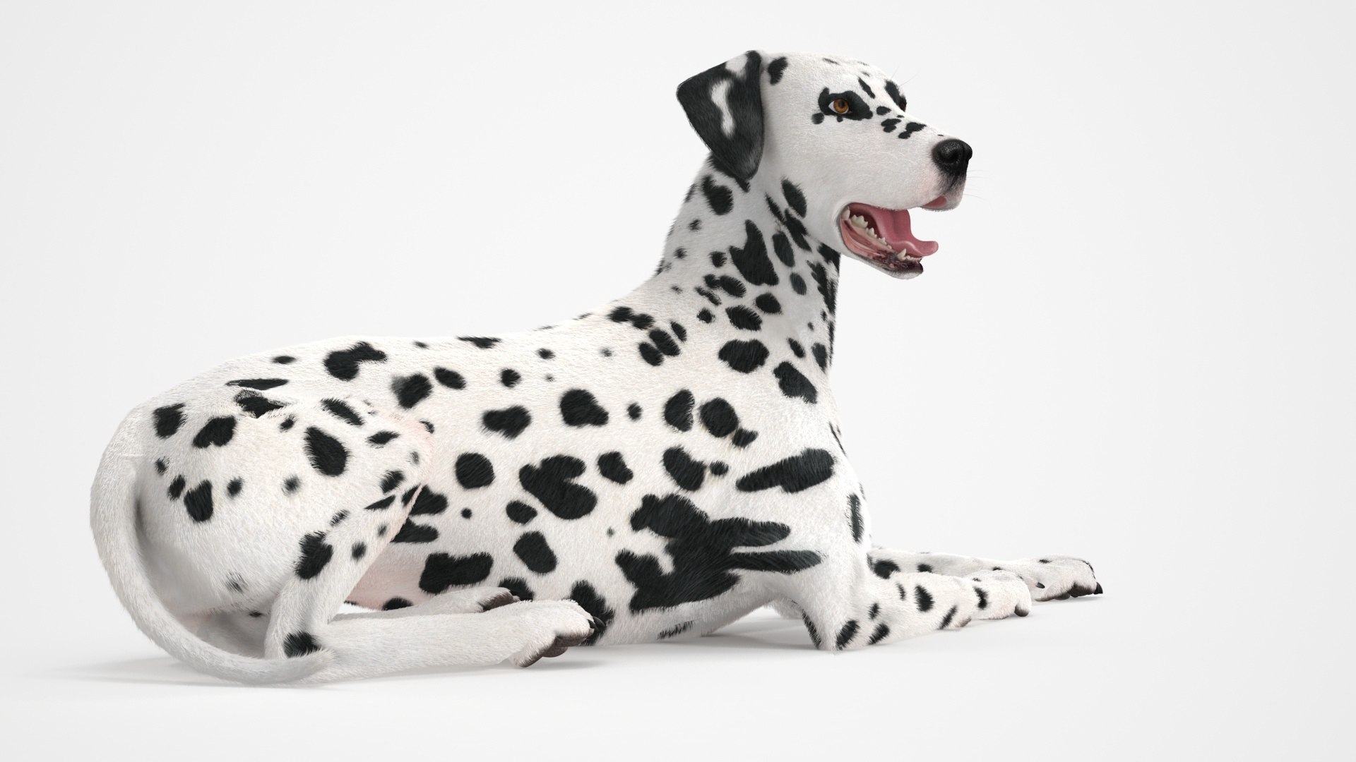 3D Spotted Lying Dalmatian Dog Fur Model - TurboSquid 2234989