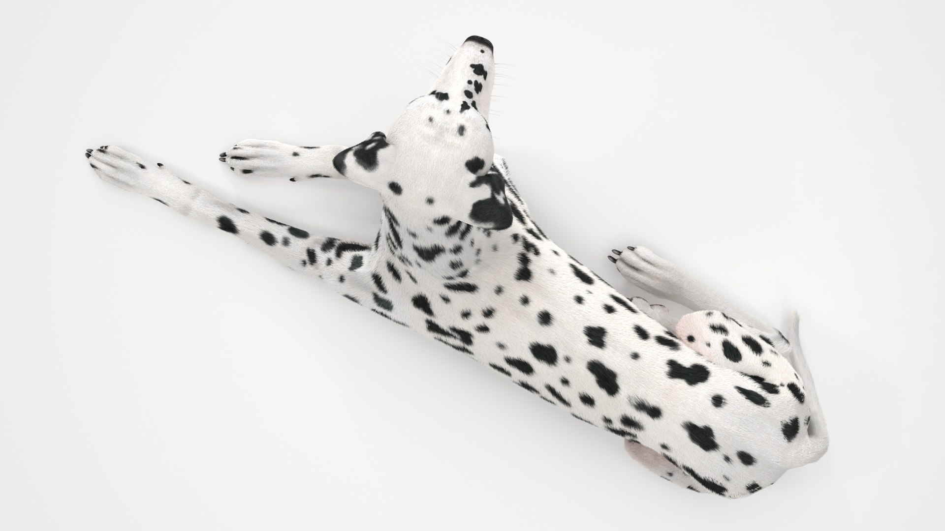 3D Spotted Lying Dalmatian Dog Fur Model - TurboSquid 2234989