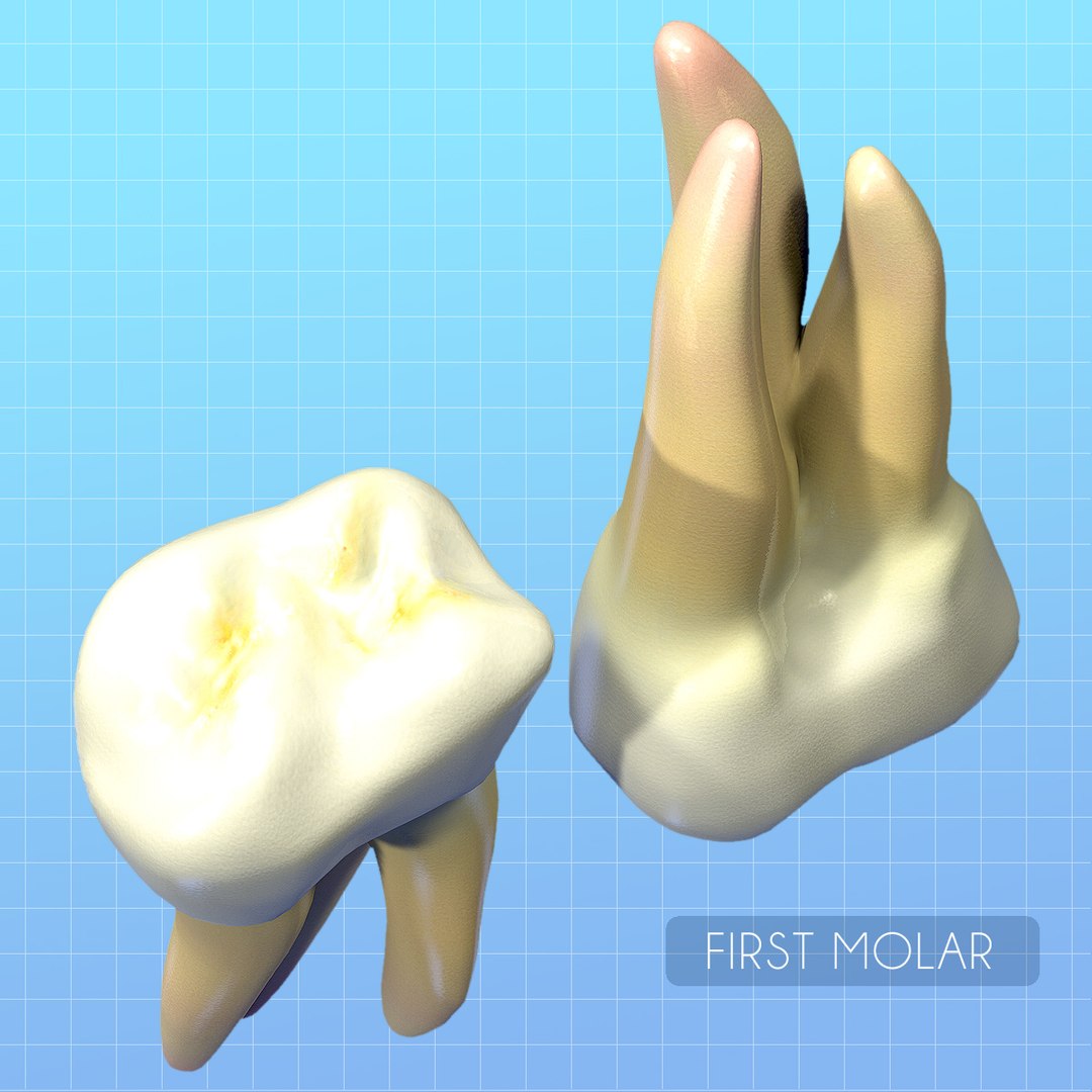 3ds Max Molar Human