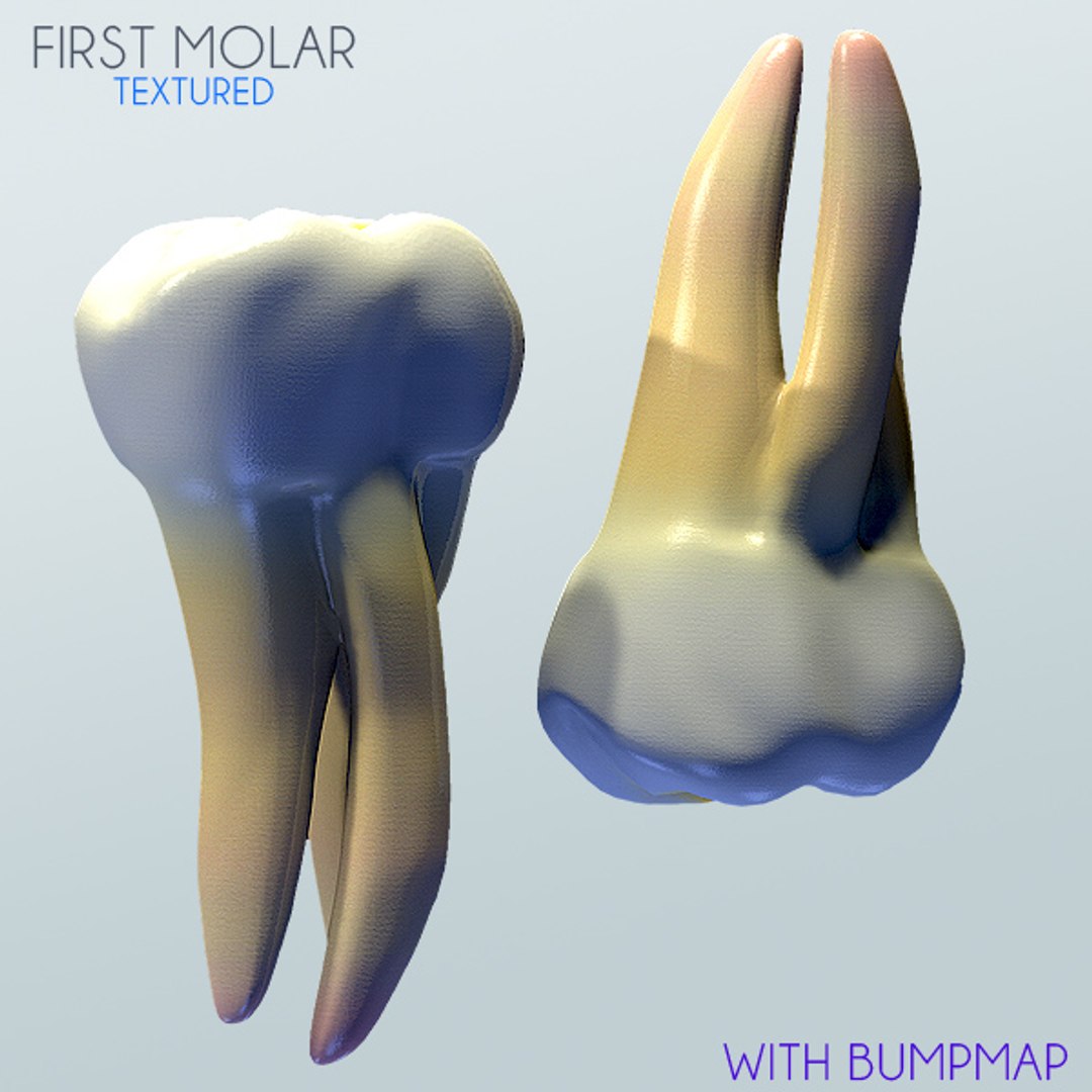3ds Max Molar Human