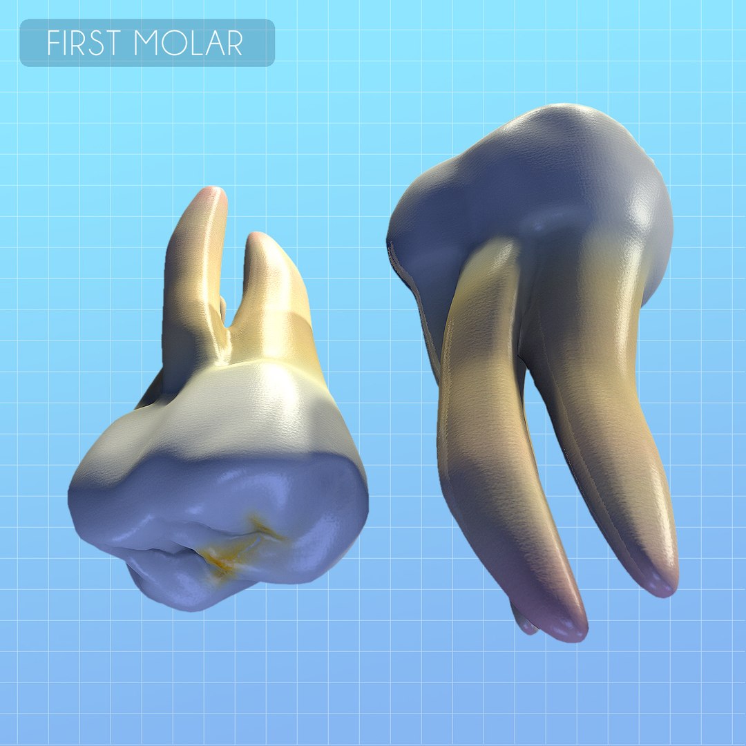 3ds Max Molar Human