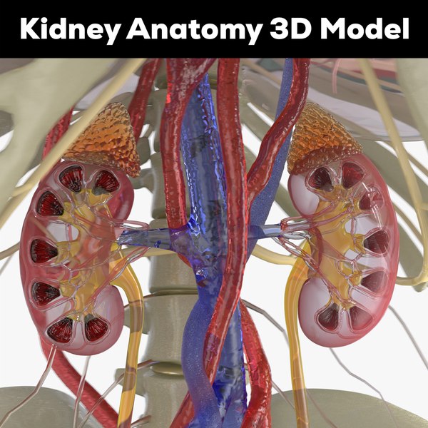 Kidney Anatomy 3D Model13Dモデル - TurboSquid 2068280