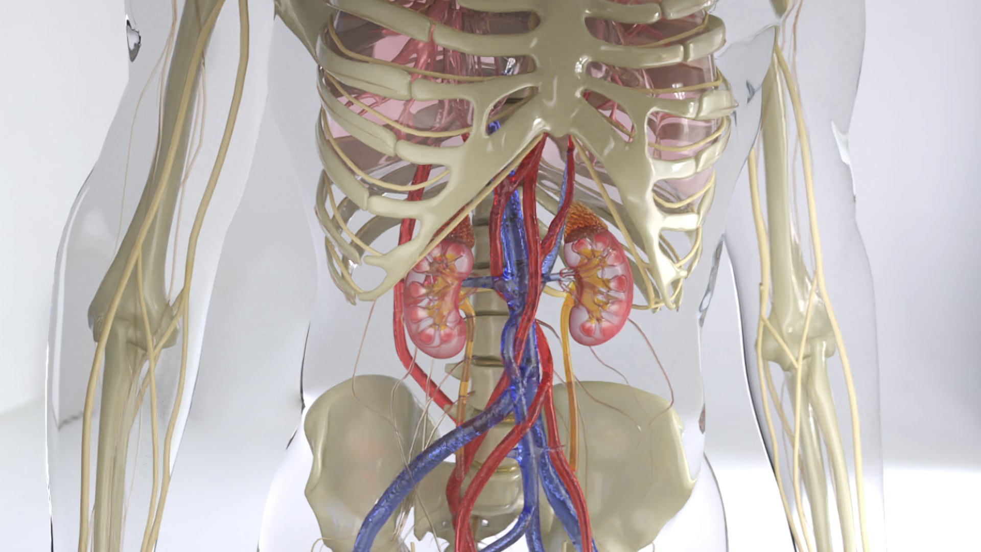 Kidney Anatomy 3D Model1 3D - TurboSquid 2068280
