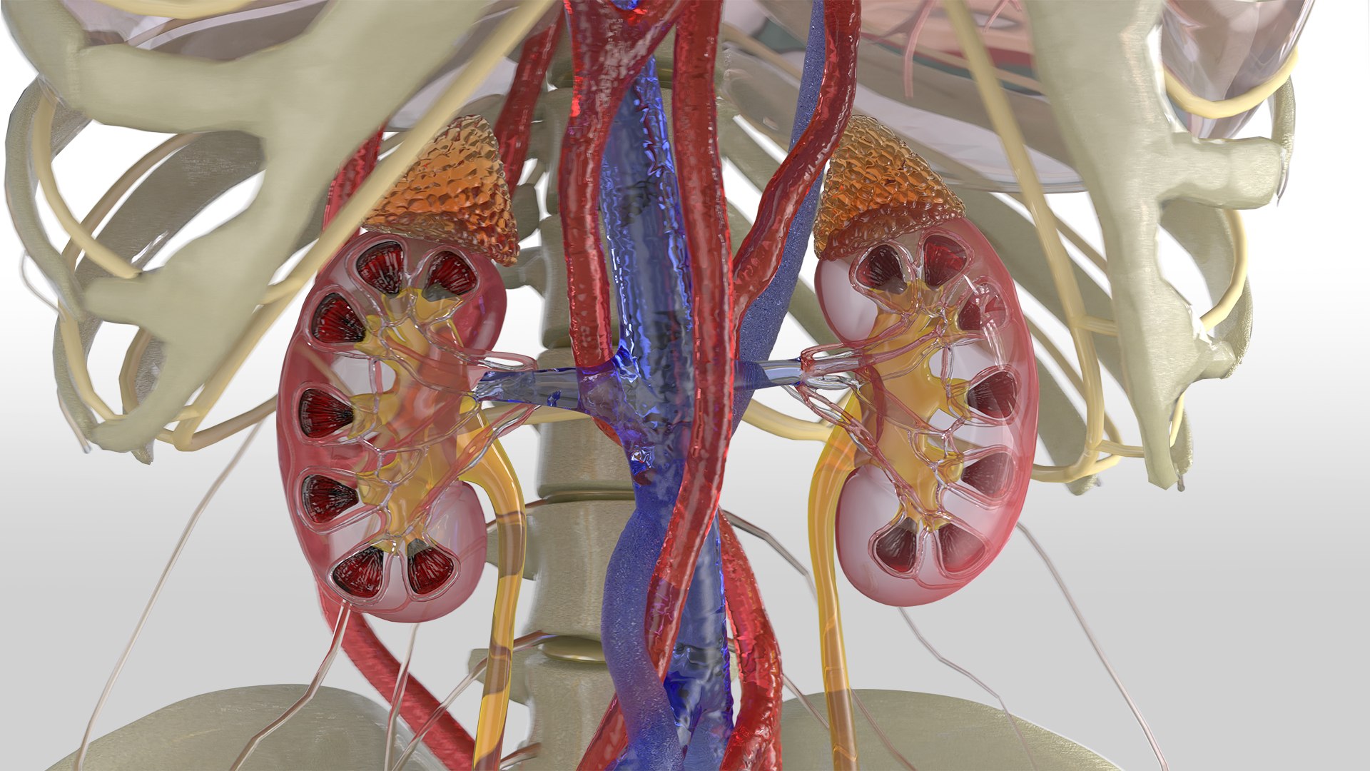 Kidney Anatomy 3D Model1 3D - TurboSquid 2068280