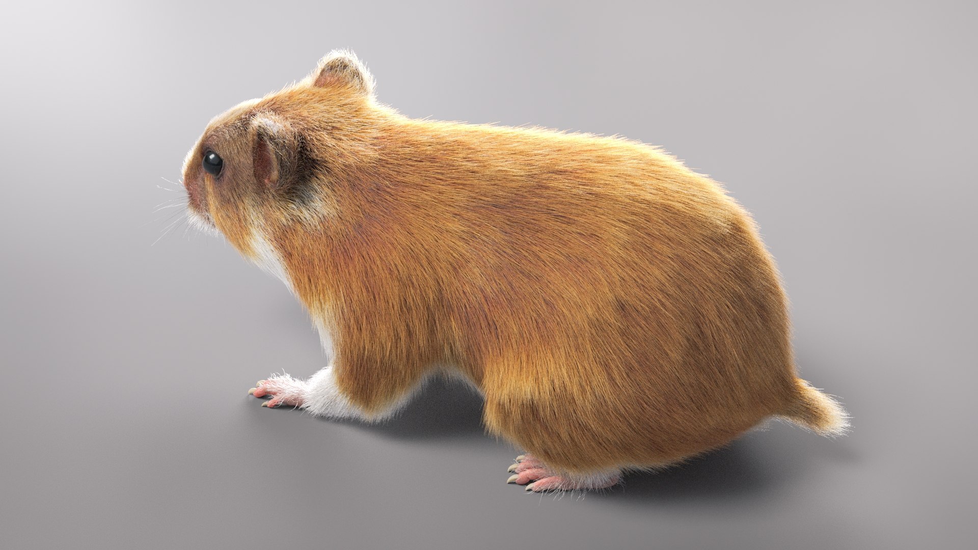 3D Hamster Hair Fur - TurboSquid 1660710
