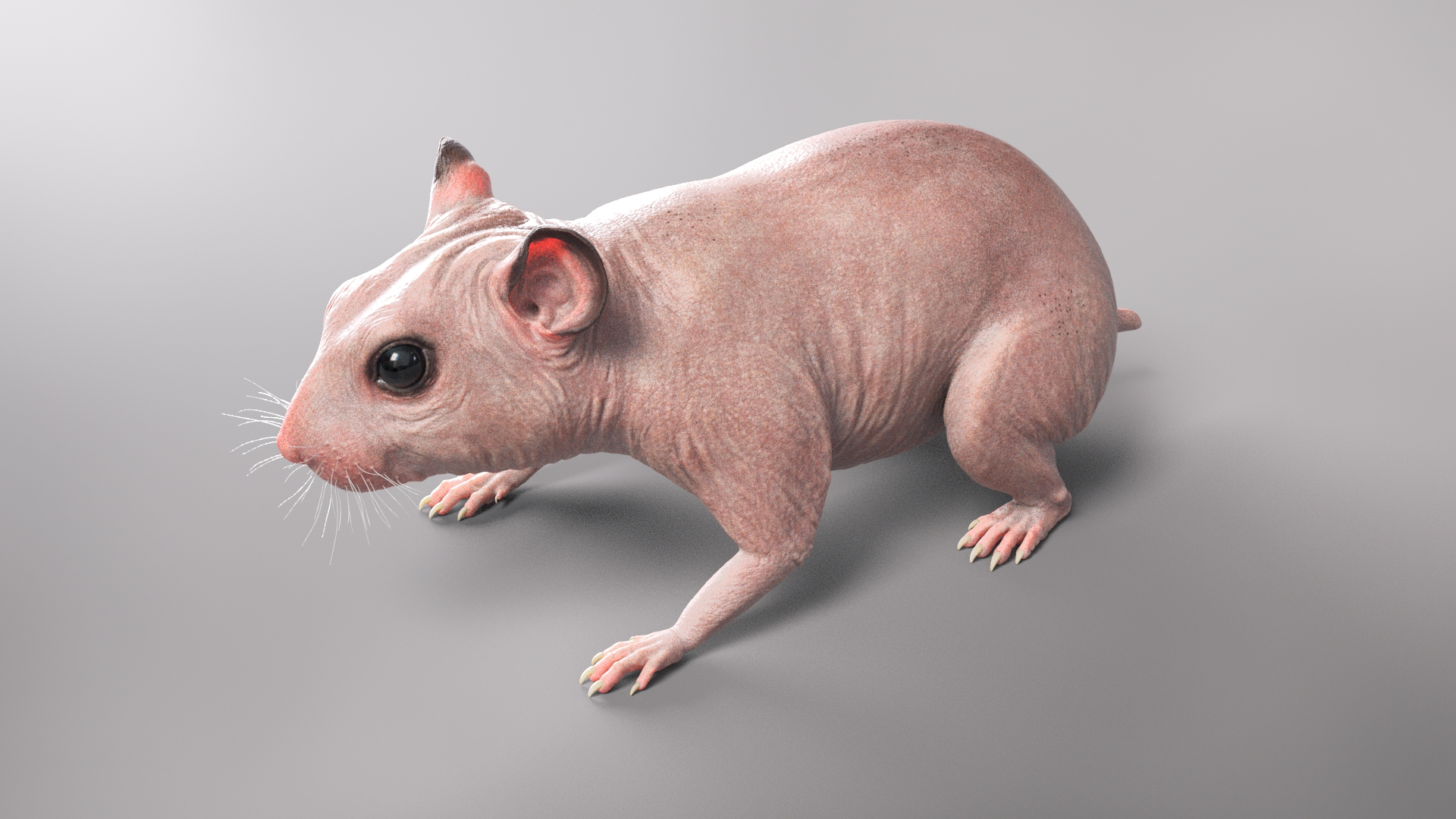 3D Hamster Hair Fur - TurboSquid 1660710