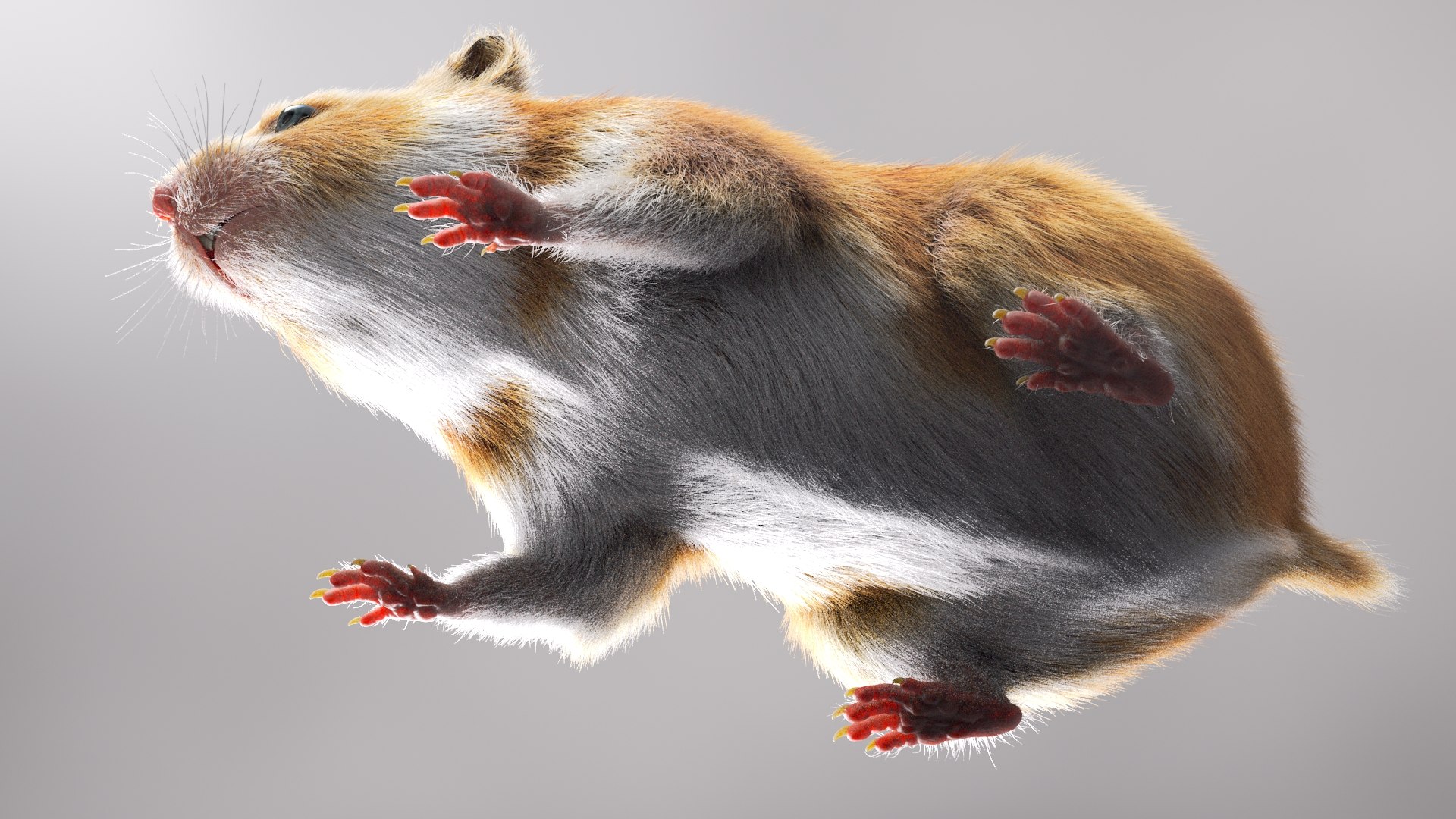 3D Hamster Hair Fur - TurboSquid 1660710