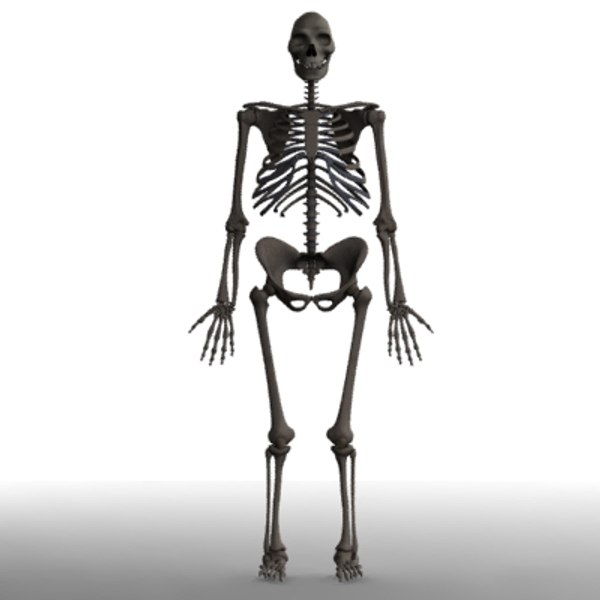skeletons homo sapiens 3d model