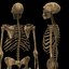 Skeletons Homo Sapiens 3d Model