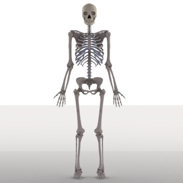 skeletons homo sapiens 3d model