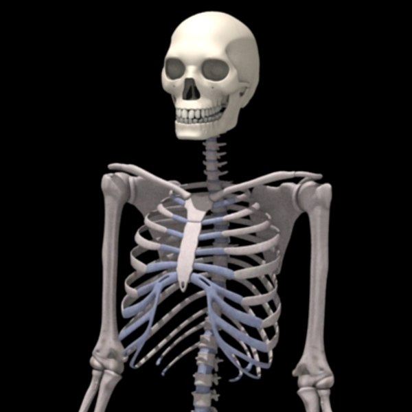 skeletons homo sapiens 3d model