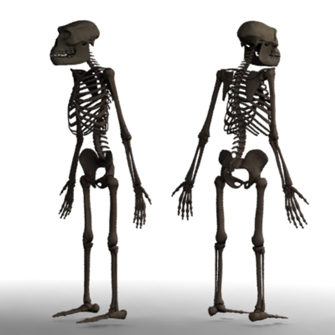 skeletons homo sapiens 3d model
