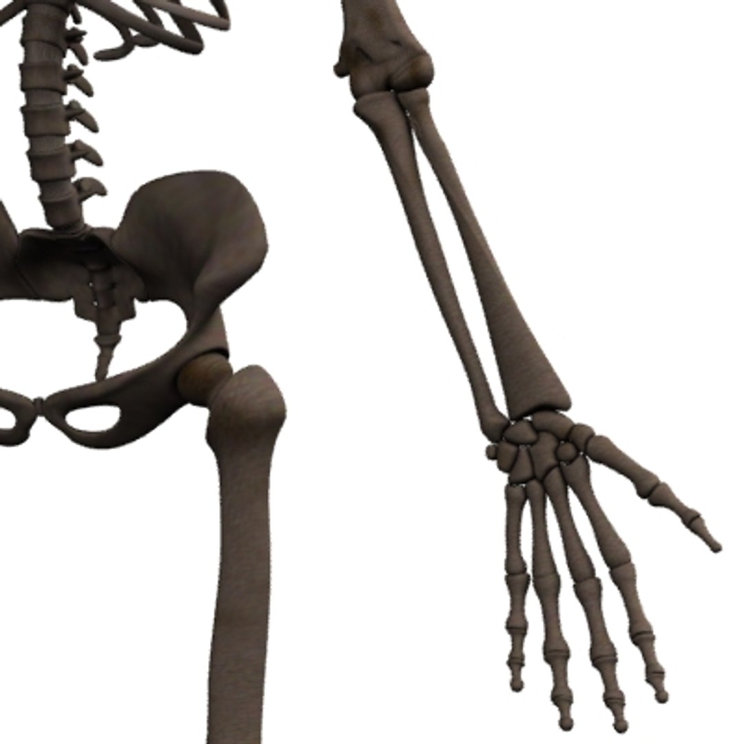 skeletons homo sapiens 3d model