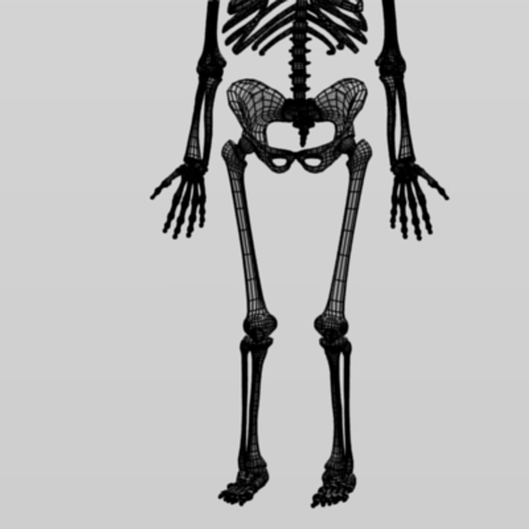 skeletons homo sapiens 3d model
