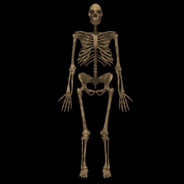 skeletons homo sapiens 3d model