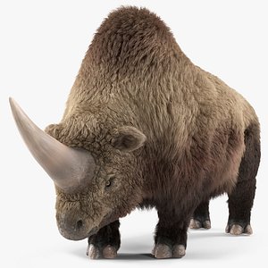 Elasmotherium 3D Models for Download | TurboSquid