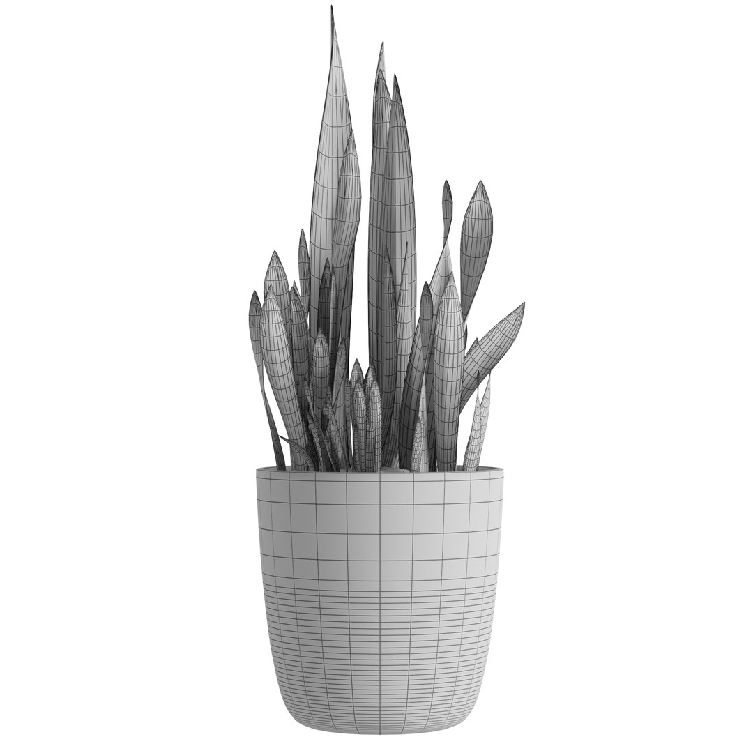 Snake Plant - Sansevieria 1 3D Model - TurboSquid 1924549