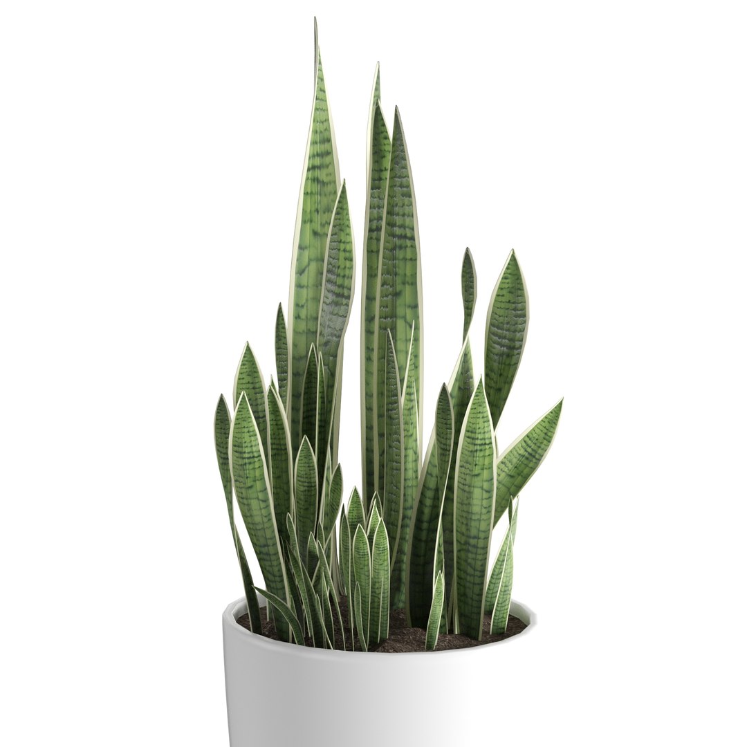 Snake Plant - Sansevieria 1 3D Model - TurboSquid 1924549