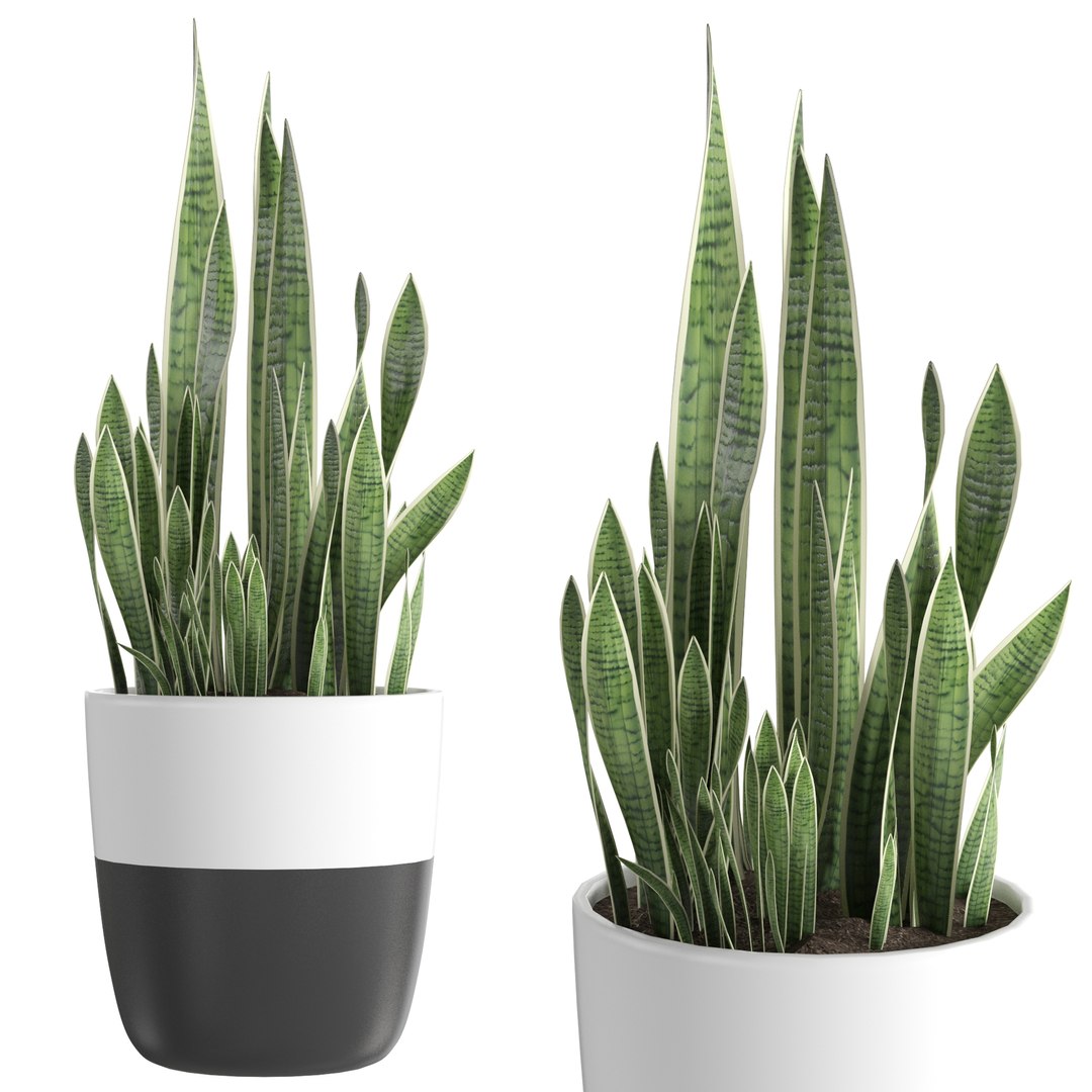 Snake Plant - Sansevieria 1 3D Model - TurboSquid 1924549
