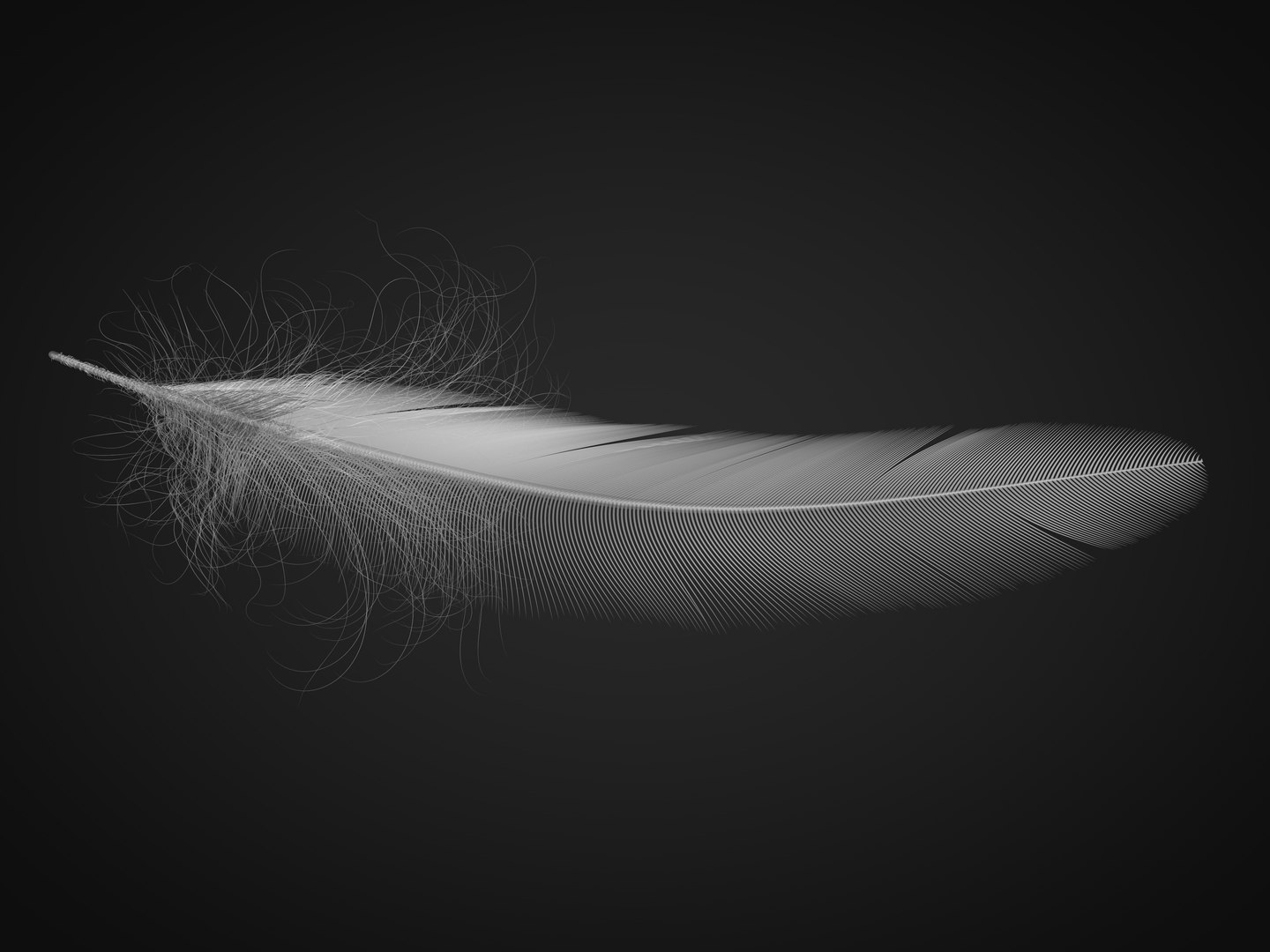 Feather 3D Model - TurboSquid 1290347
