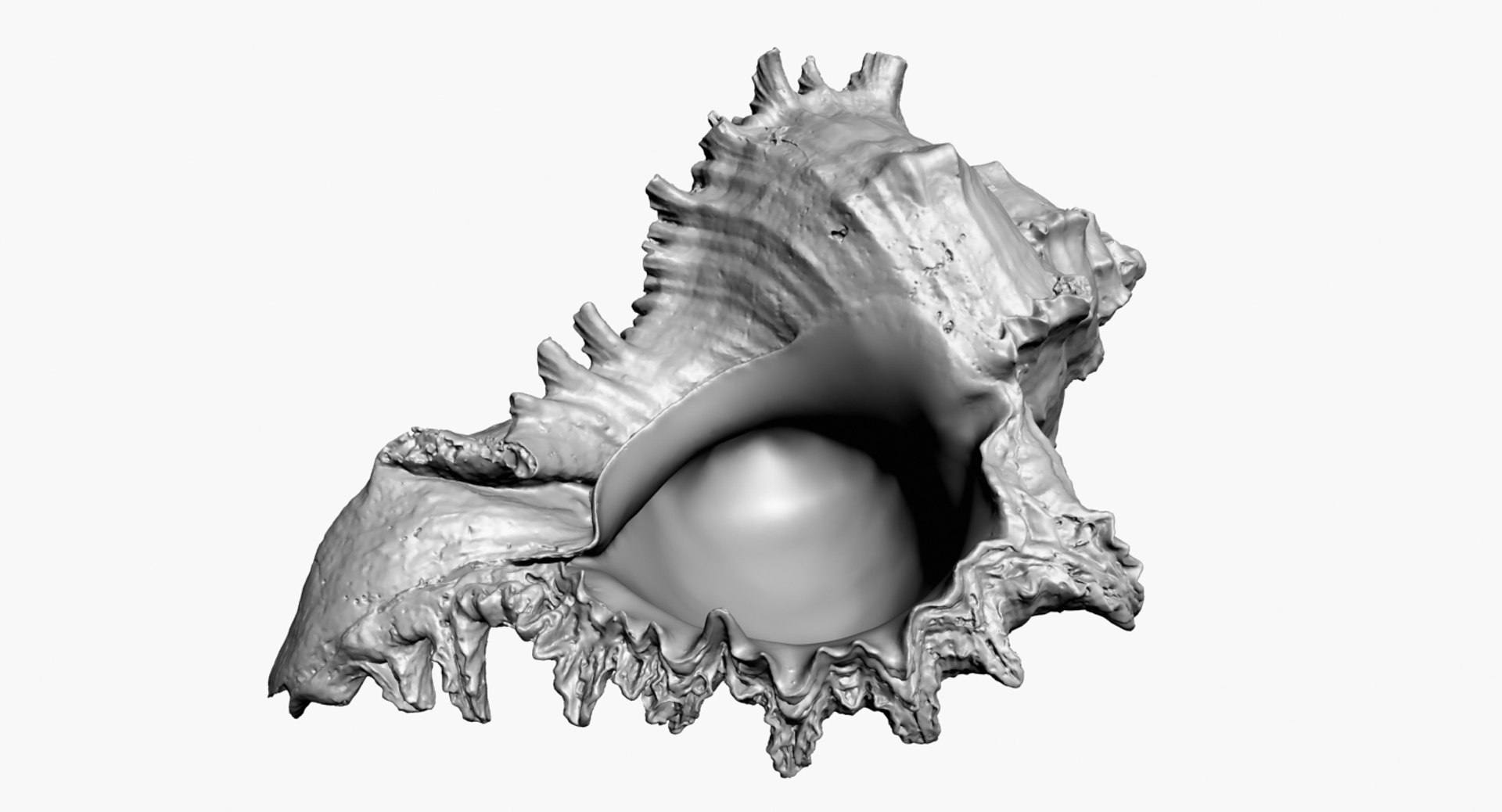 Sea shell scan raw model - TurboSquid 1290937