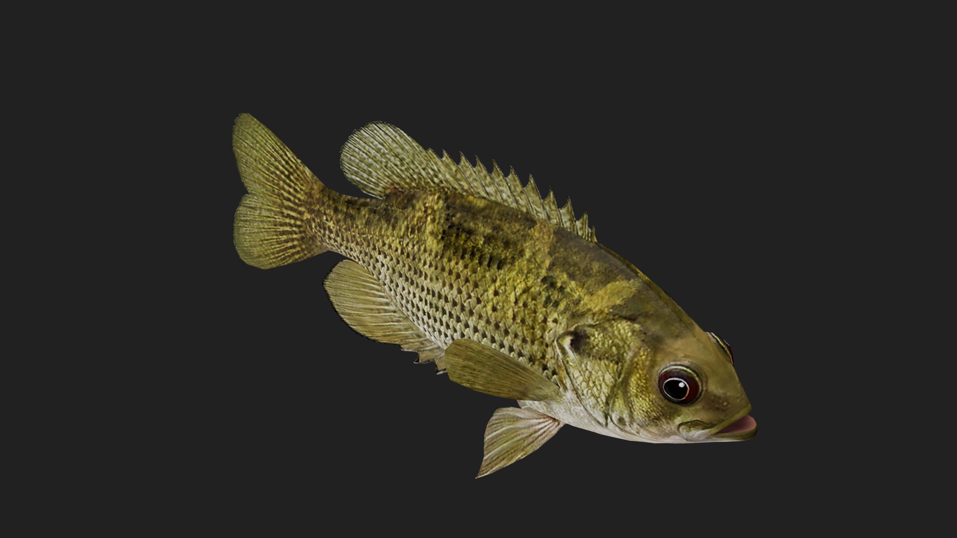 3D Bass Fish - TurboSquid 2123111