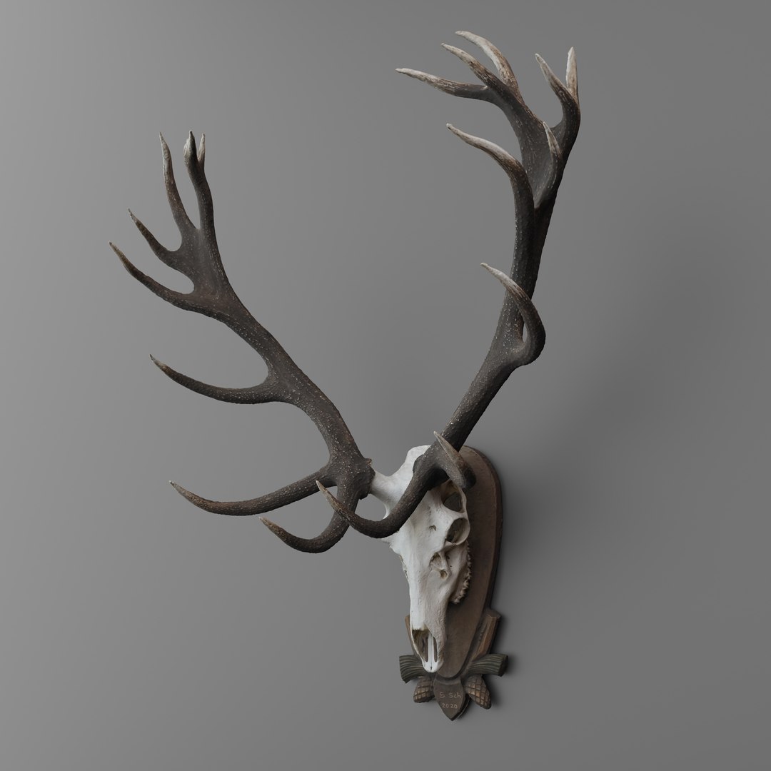 Antler Red Deer 3D Model - TurboSquid 2037098