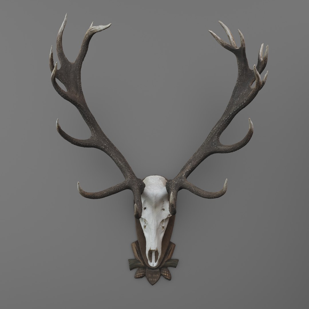 Antler Red Deer 3D Model - TurboSquid 2037098