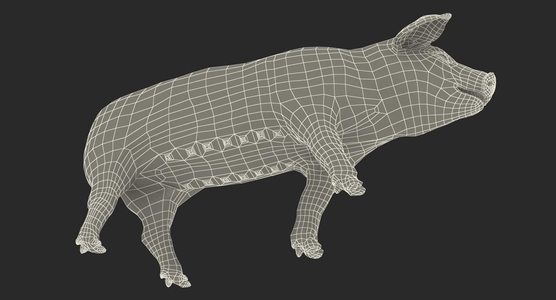 3D Pig Piglet Landrace Walking Model - TurboSquid 1355767