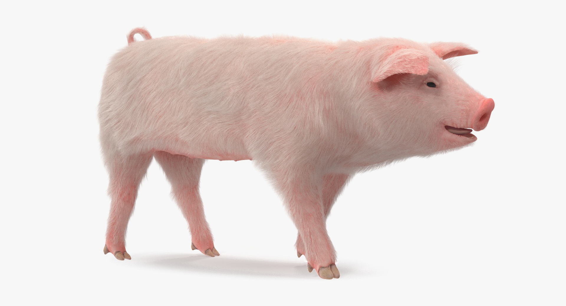 3D Pig Piglet Landrace Walking Model - TurboSquid 1355767
