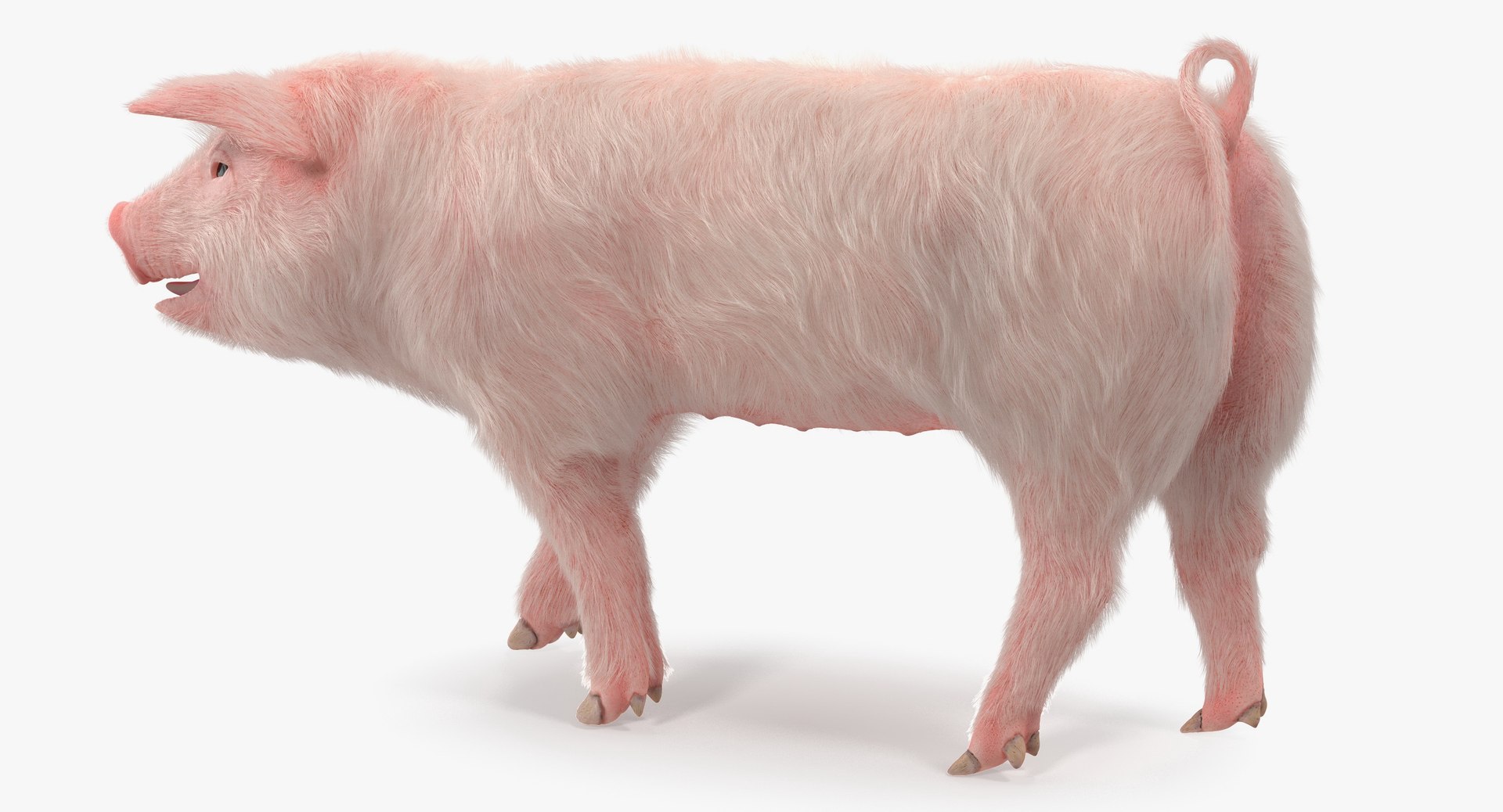 3D Pig Piglet Landrace Walking Model - TurboSquid 1355767