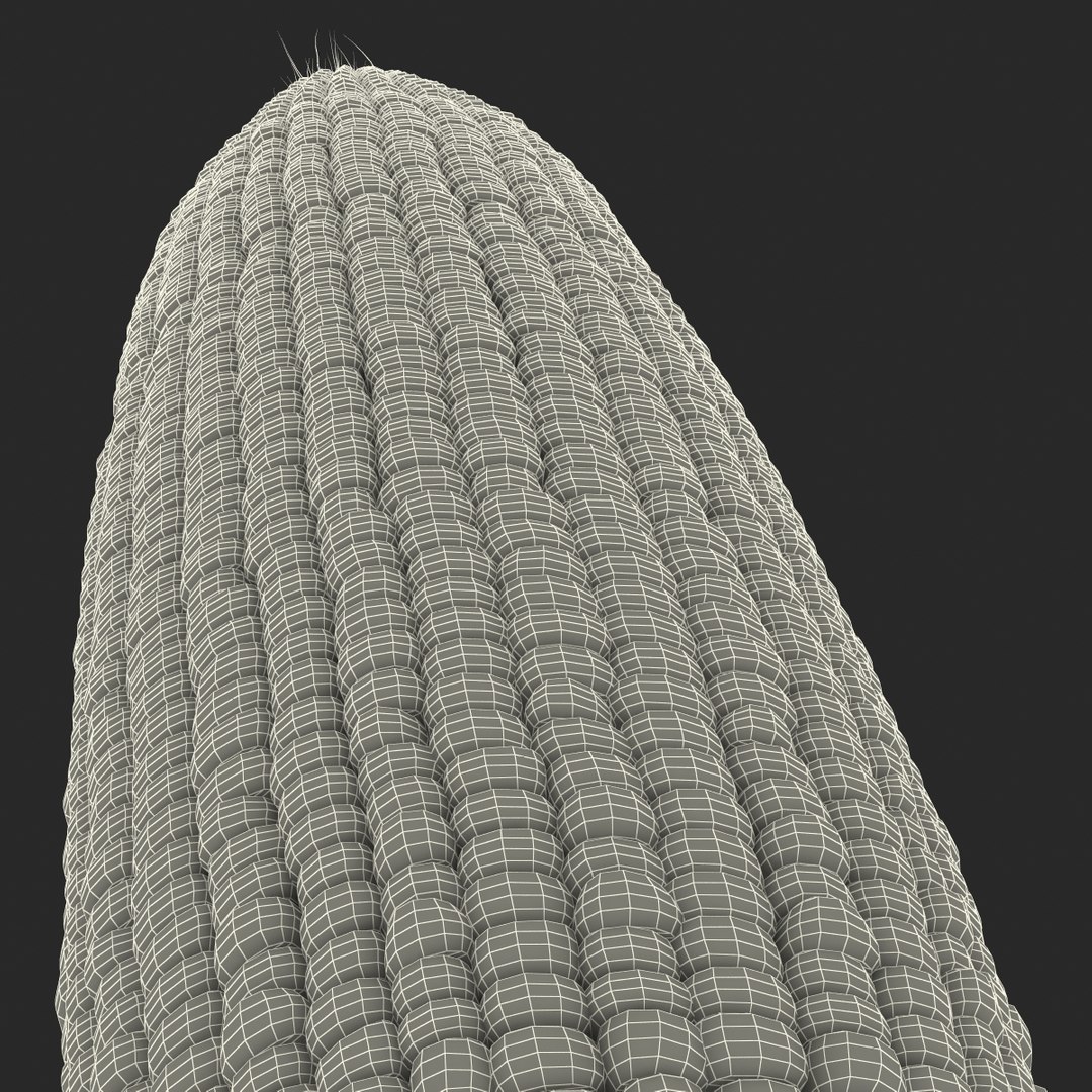 3d model corn