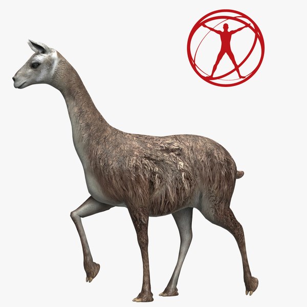 Llama 3D Models for Download | TurboSquid